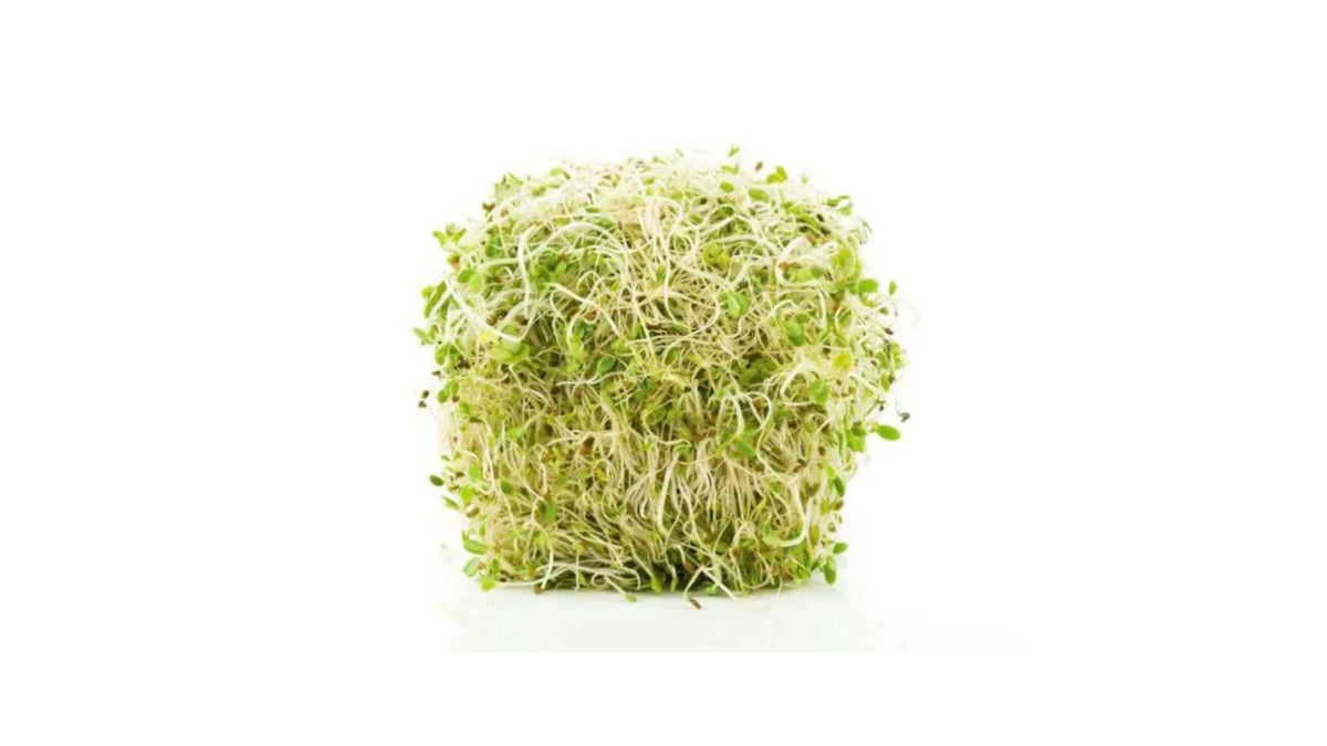 Fresh Alfalfa Punnet – Press & Grocers Co.