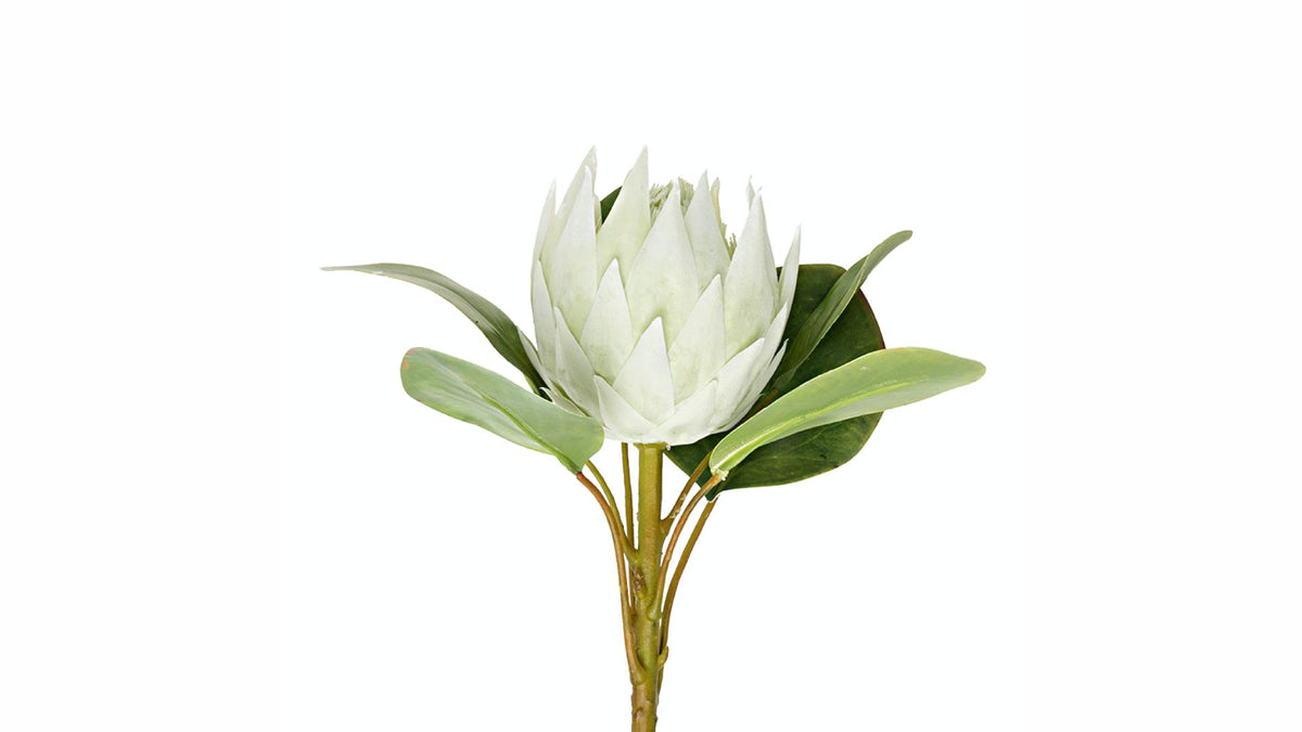 Fresh Protea White King Stem Ea – Press & Grocers Co.