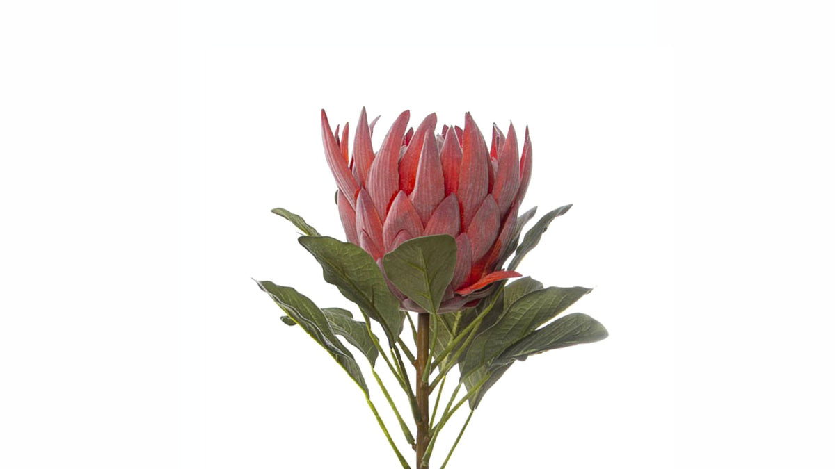 Fresh Protea King Stem Ea – Press & Grocers Co.