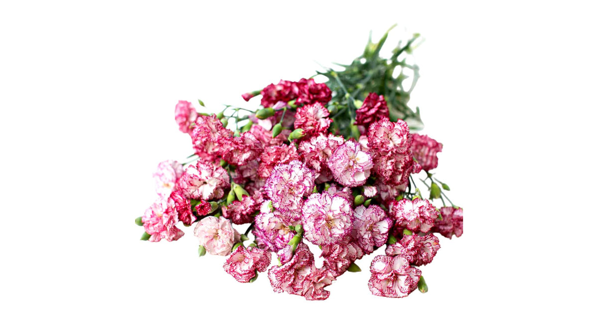Fresh Carnation Sim Flowers – Press & Grocers Co.